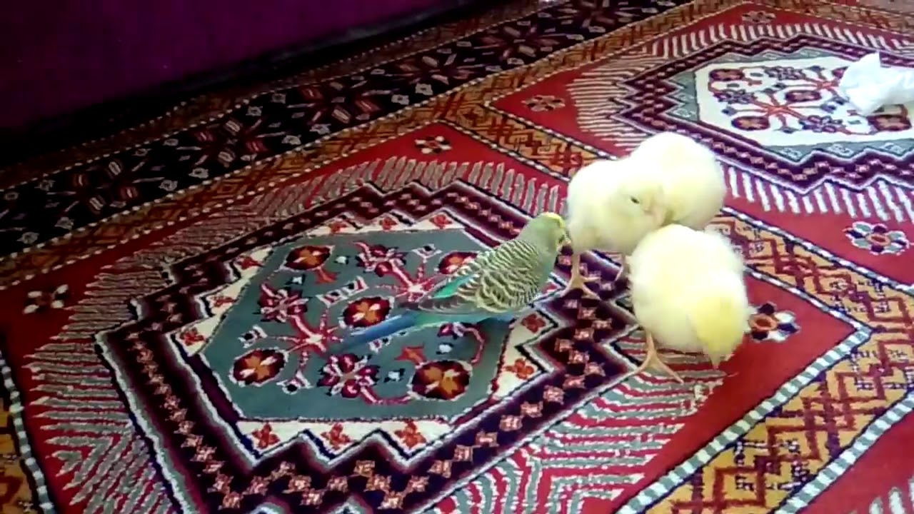 Cücələr və Papuqay - YouTube