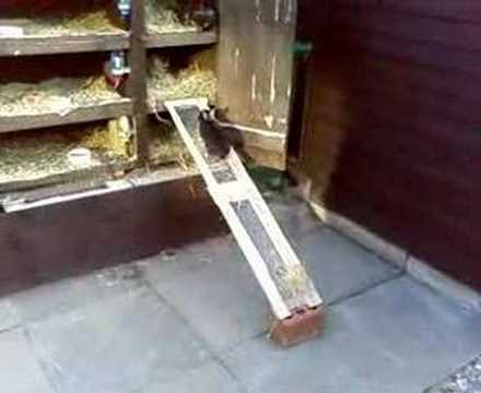 bunny ladder - YouTube
