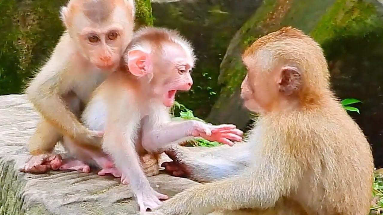 Amazing! Baby Monkey, Animal Planet, Monkey Wild, Nature Animal BBC Earth Nat Geo Wild - YouTube