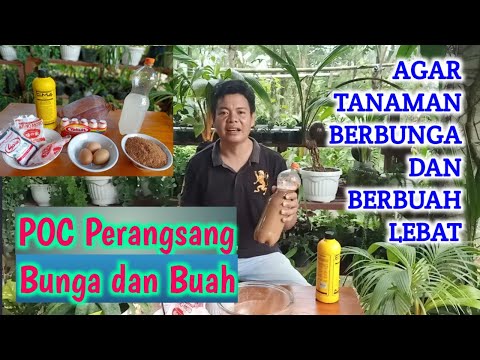 Begini Cara Membuat POC Perangsang Bunga Dan Buah