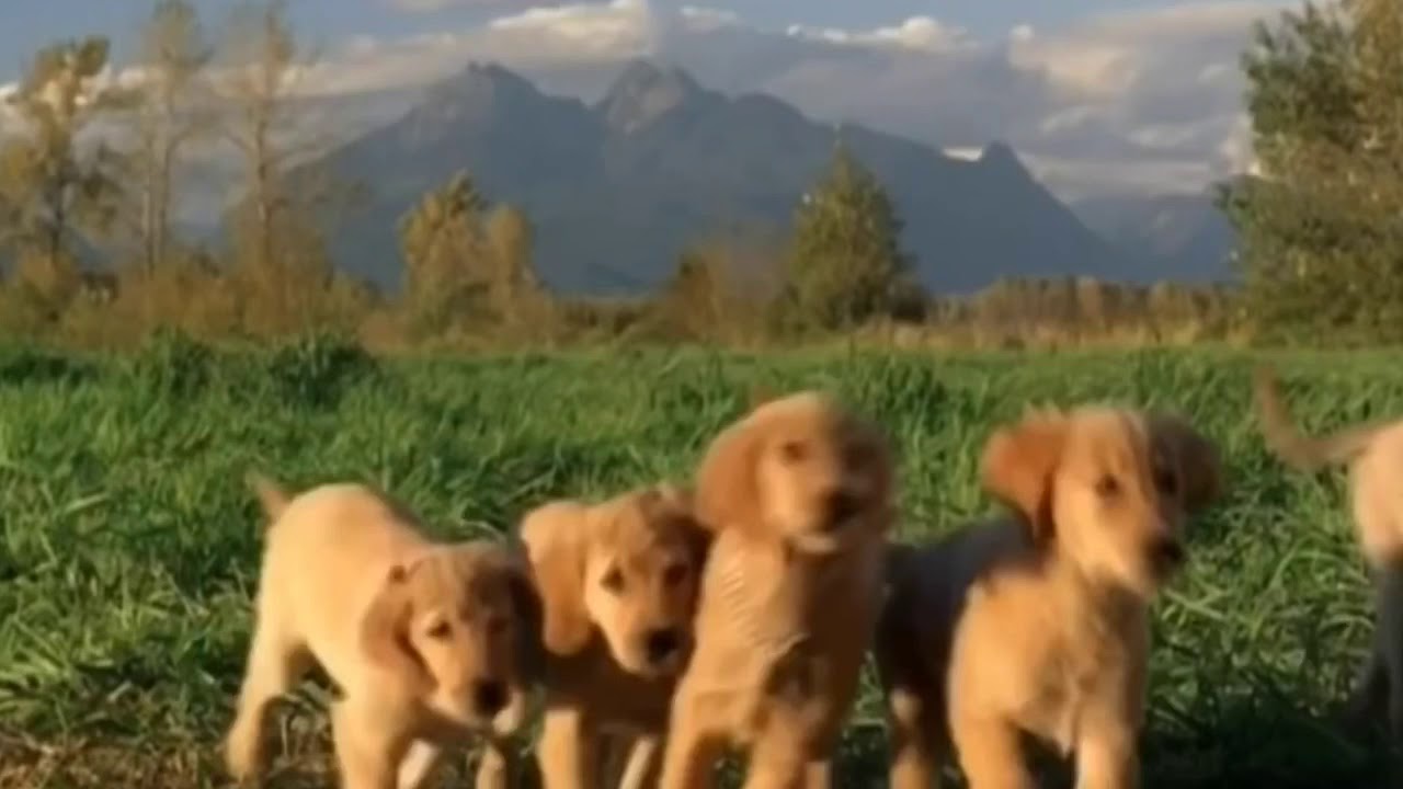 Air Buddies (2004) Trailer - YouTube