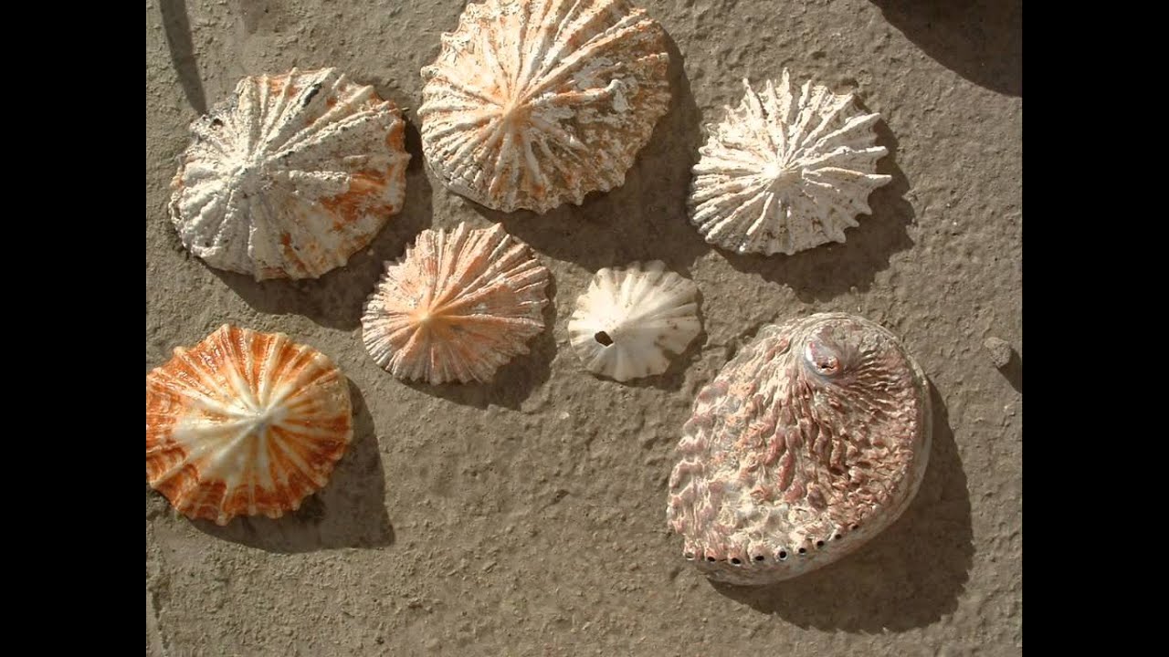 Seashells from Jeffrey's Bay - YouTube