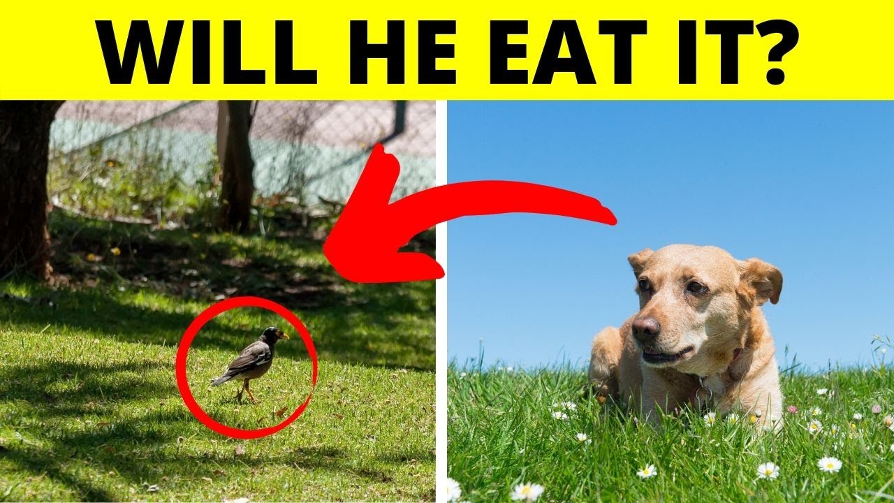 This Dog Sees A Bird And Watch What Happens (5 Fascinating Dog Facts ...