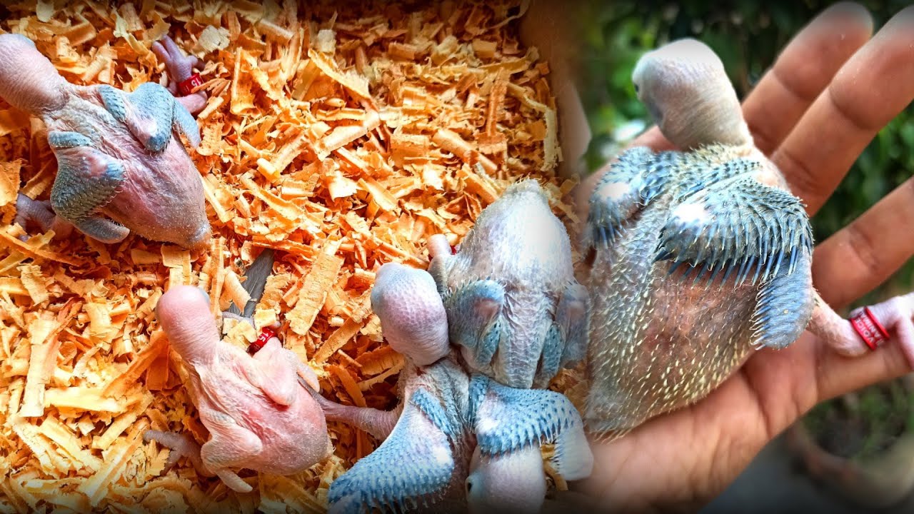 Ringneck Chicks Ko Ring Pehna Diay - YouTube