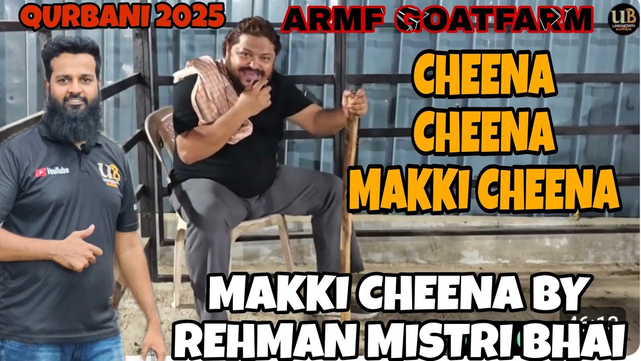 HEAVY WEIGHT MAKKI CHEENA COLLECTION OF ARMF GOAT FARM 🐐💯 HAQSE ...