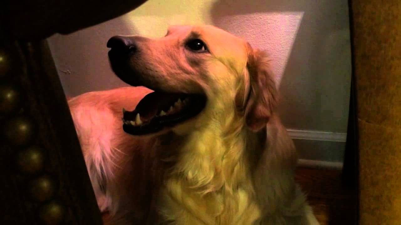 Golden Retriever crying for his toy Part 2 - YouTube