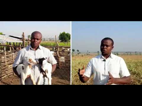 Why Mixed farming is the best method for a farmer - How to easily ...