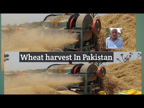 Wheat harvest In Pakistan - YouTube