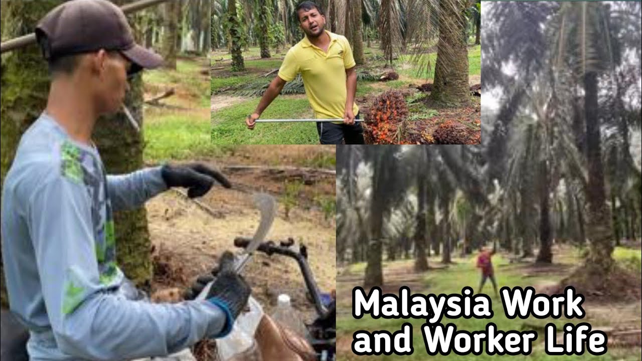 Malaysia Working And Workrs Life, plantation Work Plam oil Cutting Work ...