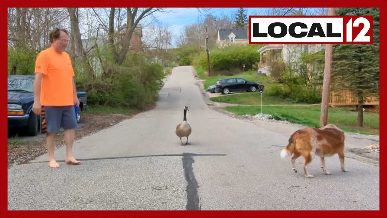 Video showing man picking up goose at Eden Park comes with innocent ...