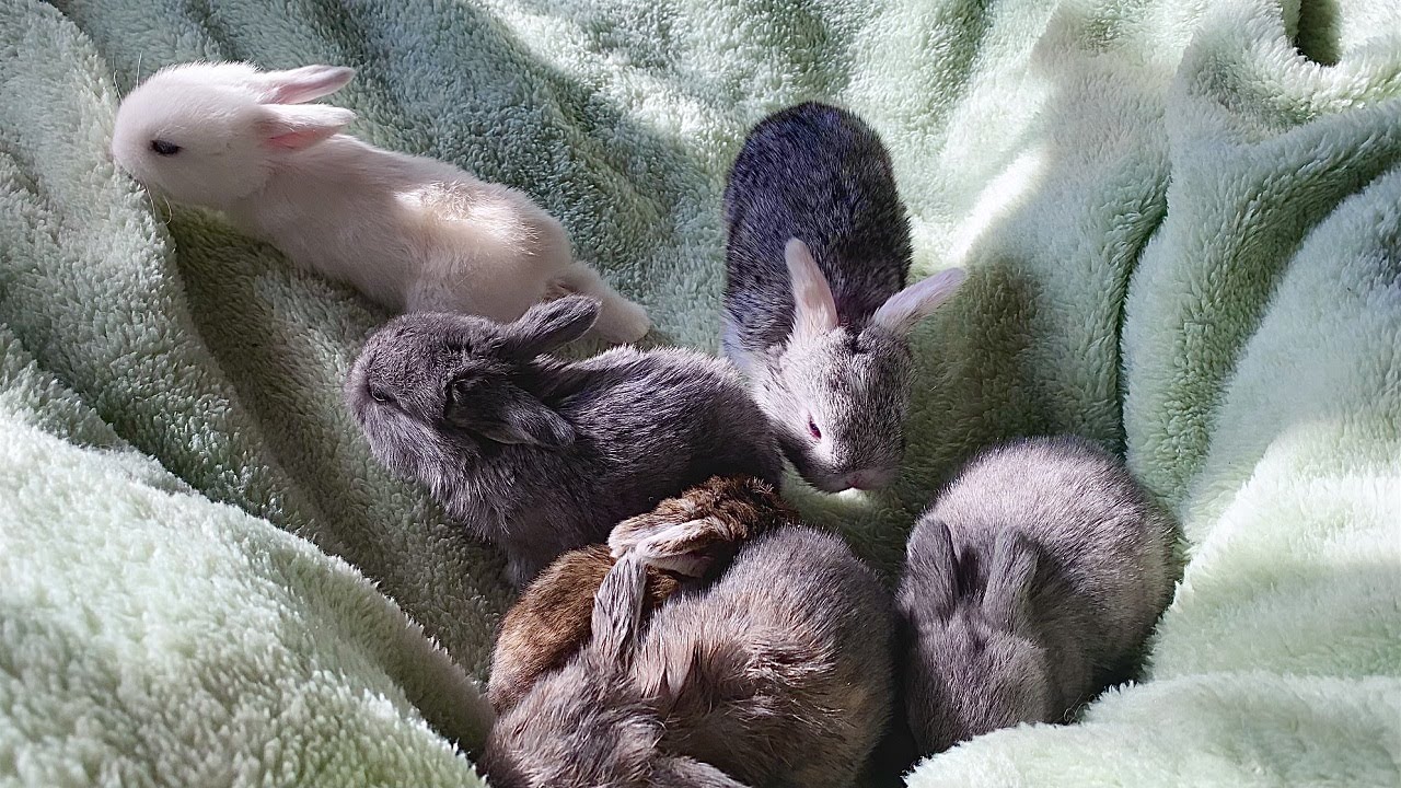 2 weeks old baby bunnies #shorts - YouTube