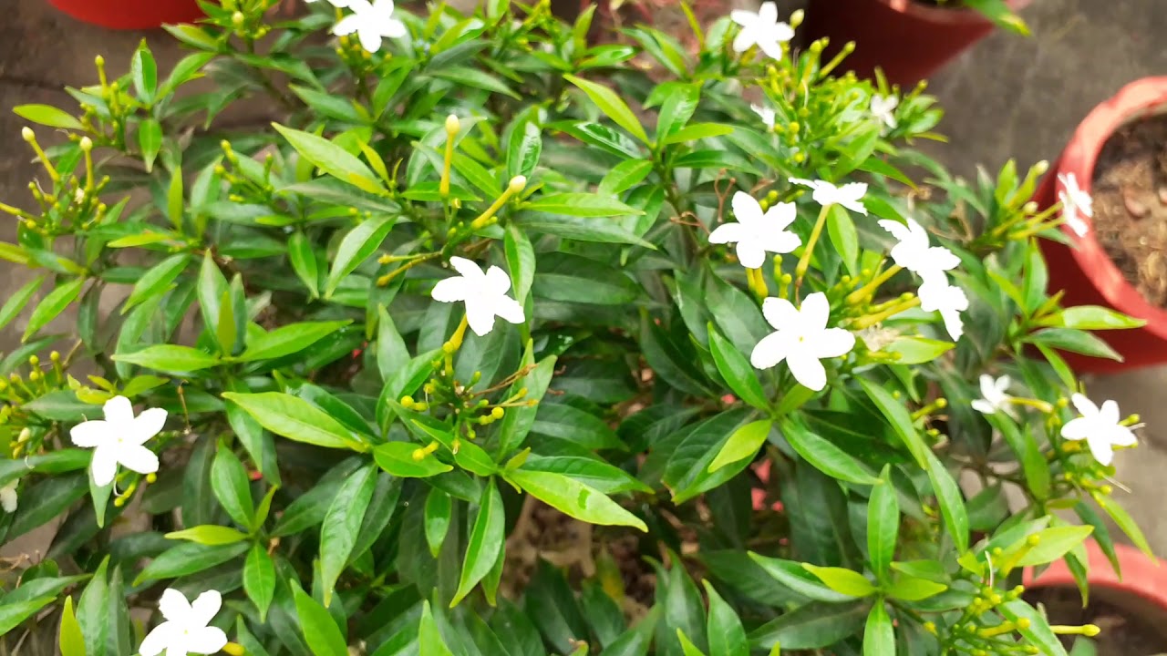 Chandani ka podha mein jada phool pane ke tarike // Get more bloom in ...