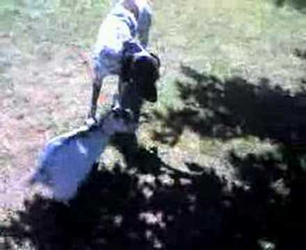 Goat fight, Dog fight, goat vs dog - YouTube