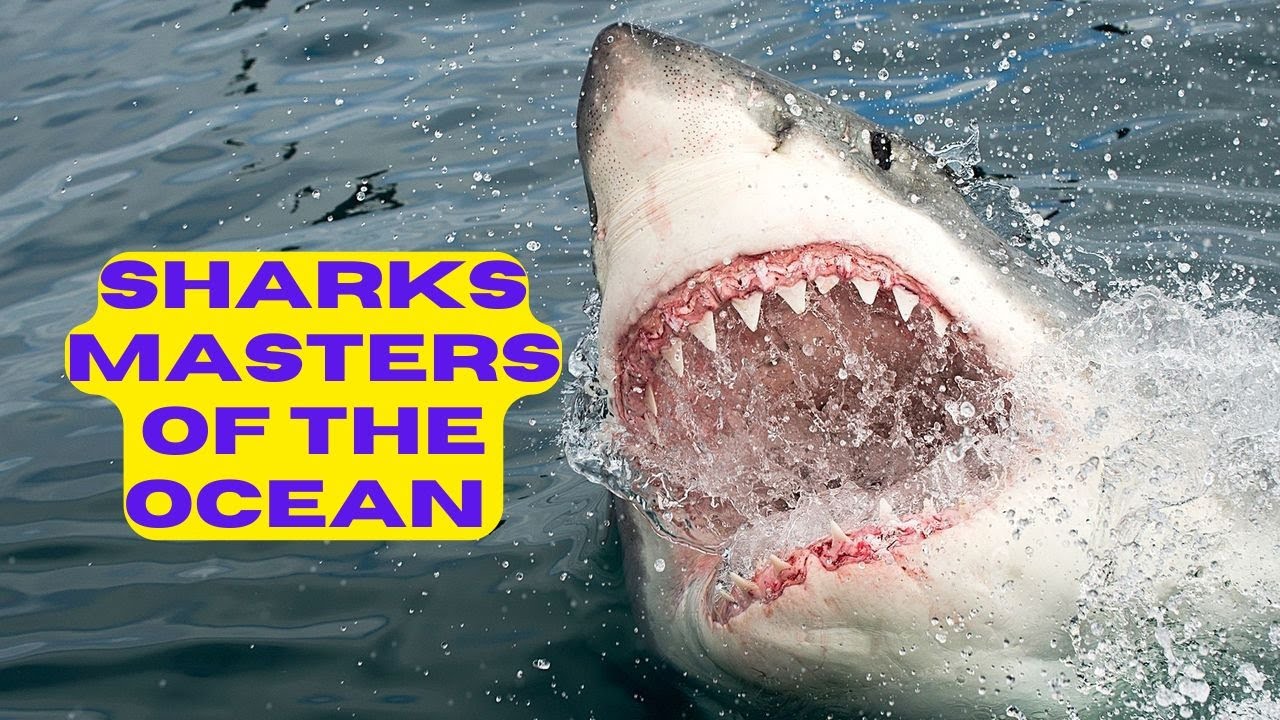 Sharks: Masters of the Ocean – The Truth About These Incredible ...