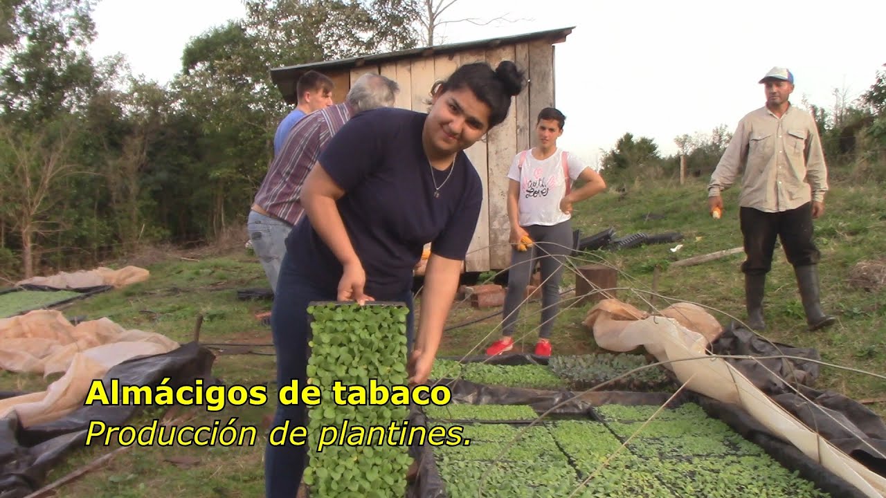 Tabaco tipo Burley: Producción de plantines - YouTube