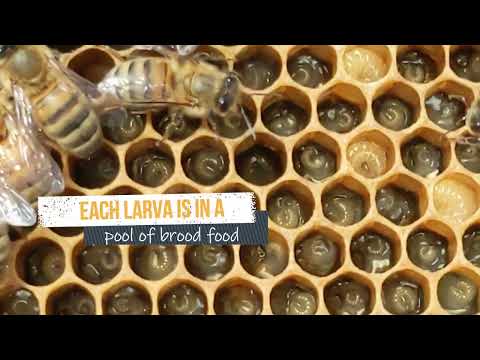 What Is Brood In Bee Hive
