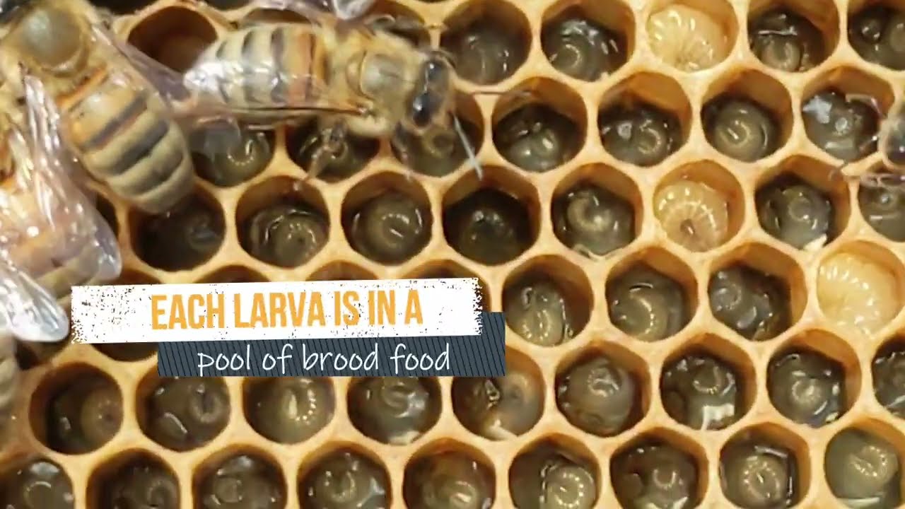 What You Can Expect to Find on a Honey Bee Brood Frame - YouTube