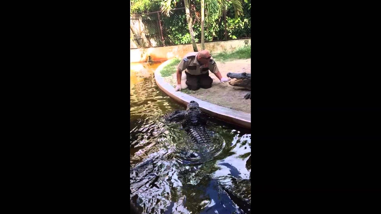 MAN GETS BITTEN BY ALLIGATOR!! - YouTube