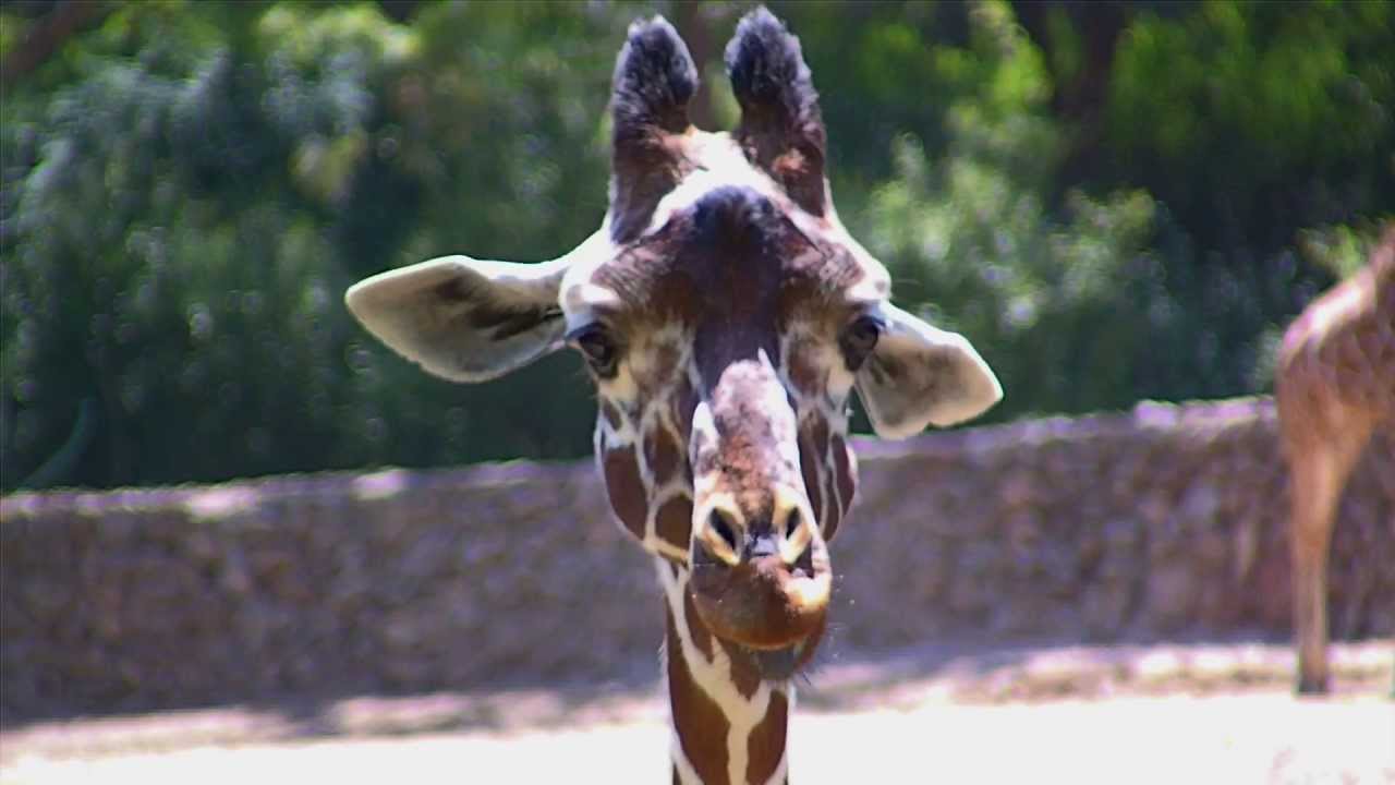 African Giraffe - Royalty Free Footage - YouTube