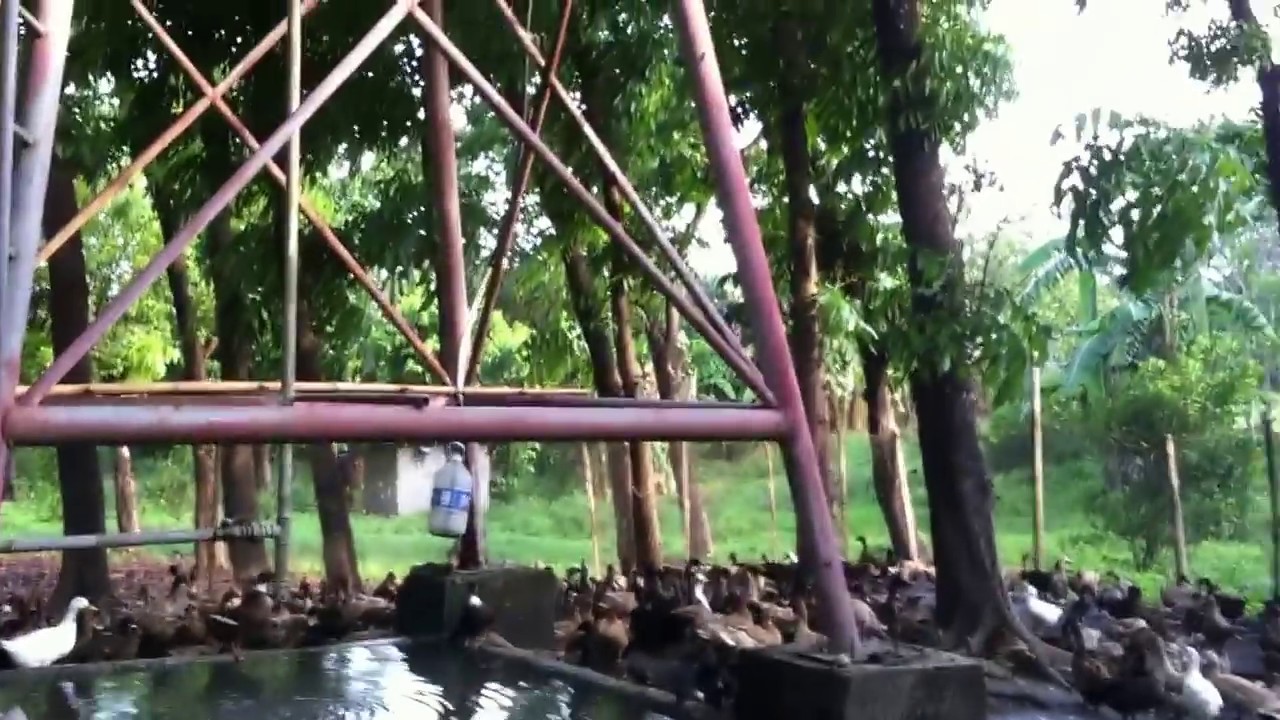 how to start simple duck farm for beginners - YouTube
