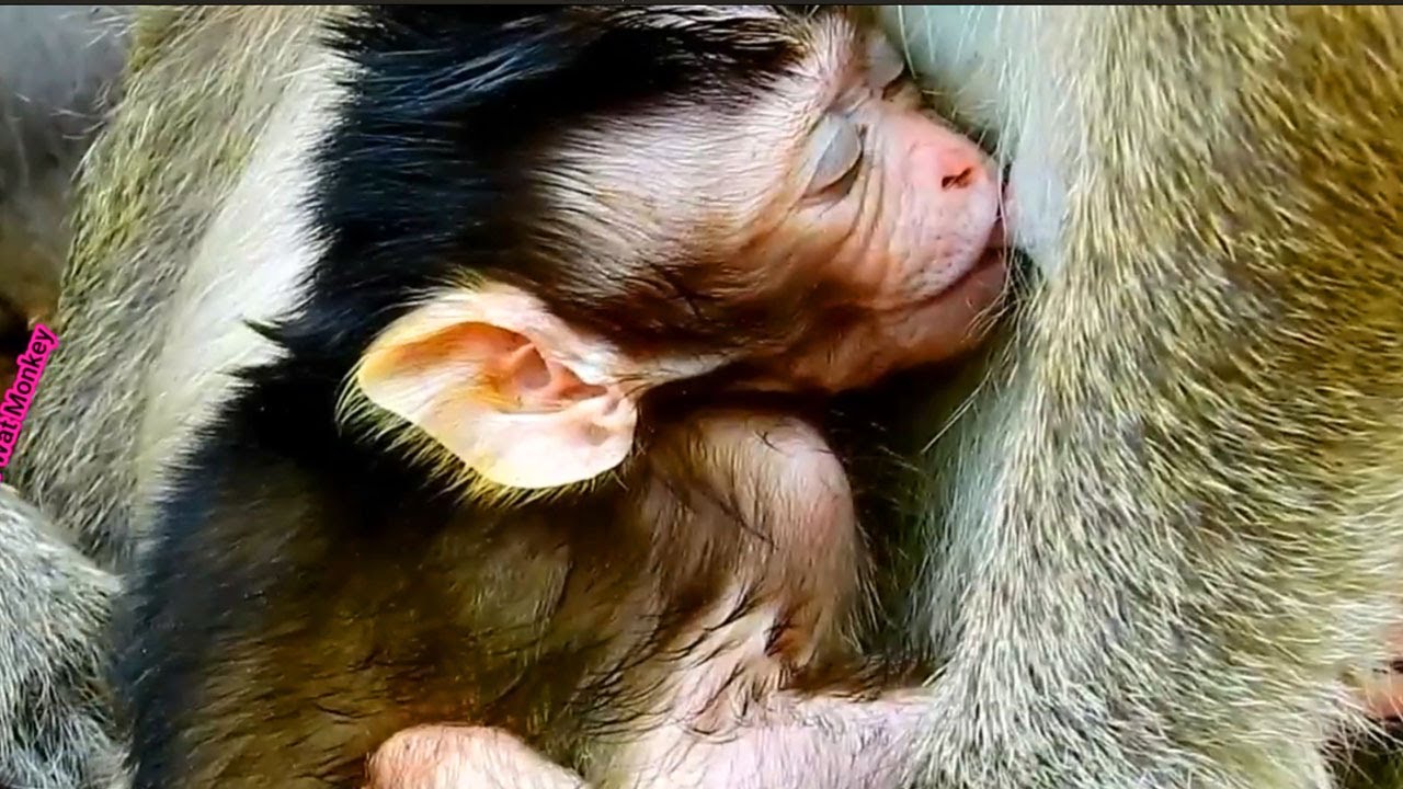 Adorable newborn baby monkey sleeping well during get milk - YouTube