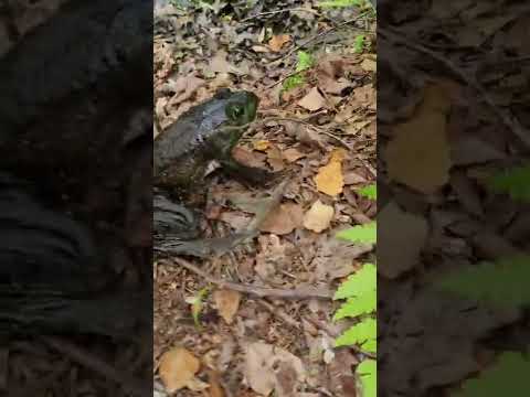 Another screaming bullfrog - YouTube