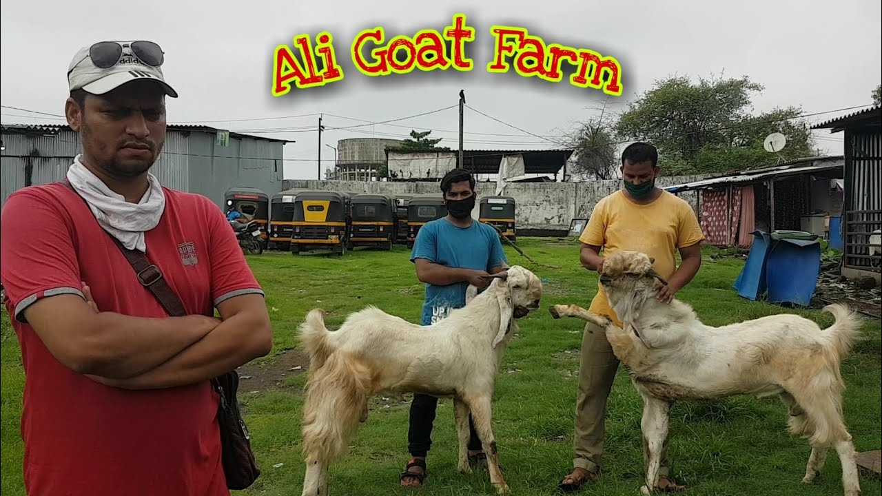 Ali Goat Farm Andul Collection Introduction Video. - YouTube