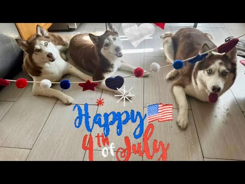 𝐇𝐮𝐬𝐤𝐢𝐞𝐬 𝐂𝐞𝐥𝐞𝐛𝐫𝐚𝐭𝐢𝐧𝐠 4𝐭𝐡 𝐎𝐟 𝐉𝐮𝐥𝐲🇺🇸 - YouTube