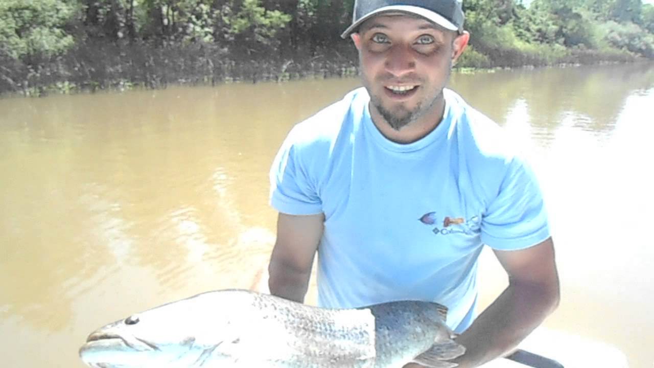 TARARIRA AZUL, DE 5,400 KG DEVUELVA A SU HABITAD - YouTube