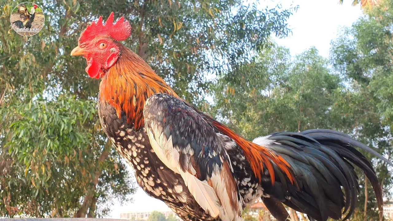 Feeding chickens in the morning and capture a beautiful multicolor ...