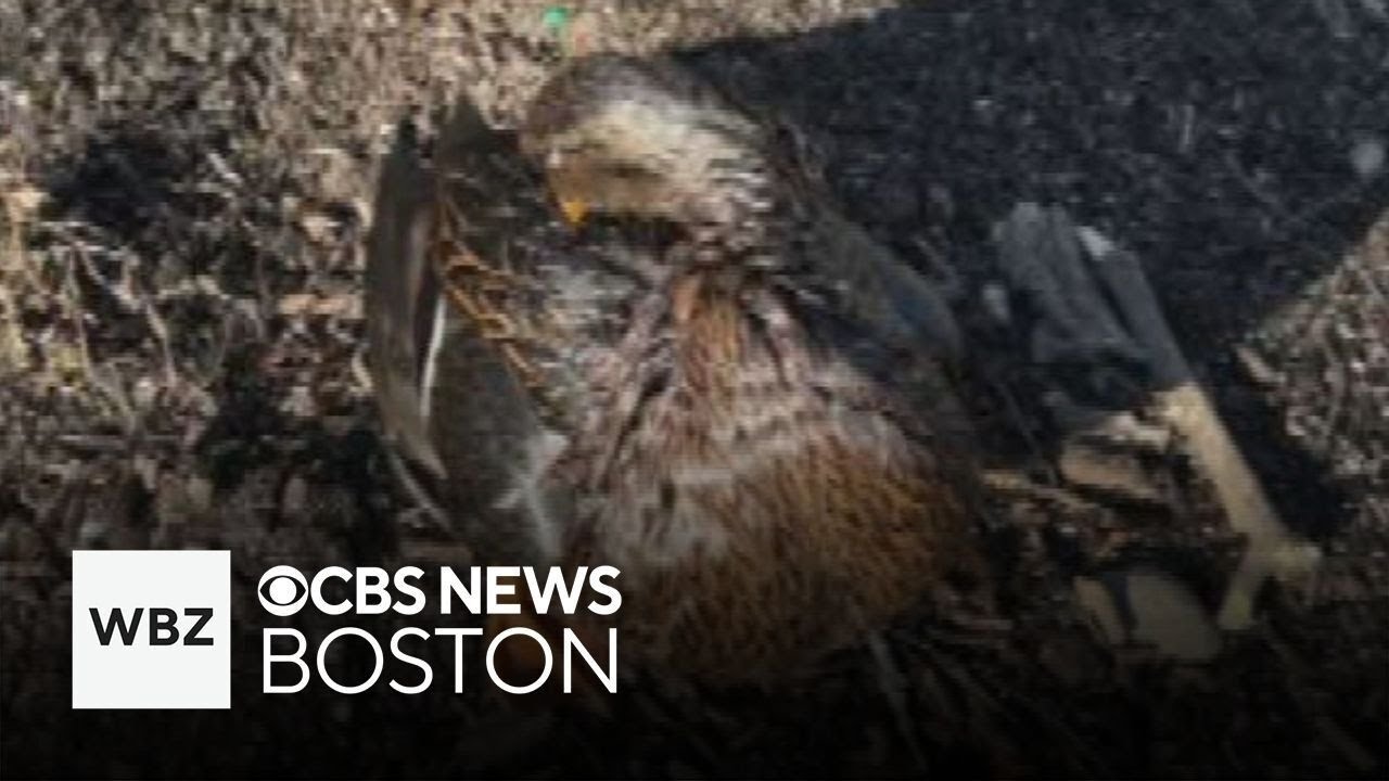 Animals left covered with oil after Massachusetts spill and more top ...