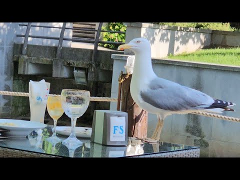 ŽAS - Palanga Močiučių (Slavinskas Remix)