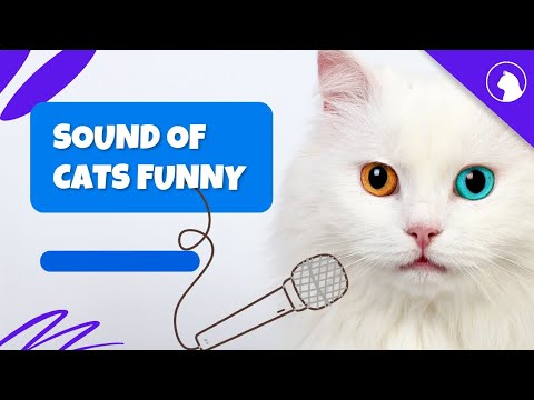 taking cat , talking kitten, fluffy cat talk funny - YouTube