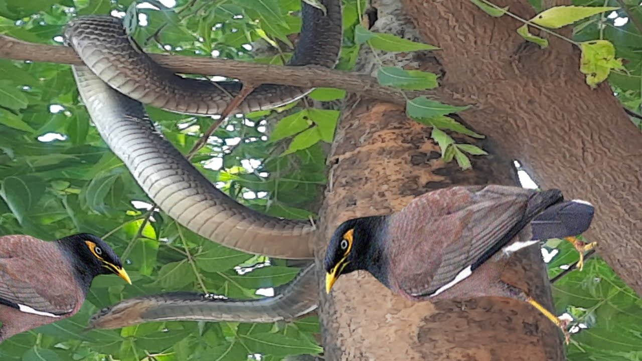 સાપે કાબર ના બચ્ચા નૉ શિકાર કરવા જતા અચાનક // snake and bird fight ...