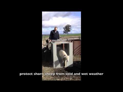 Thermoskin Spray Unit - How It Works - Protecting Sheep After Shearing ...