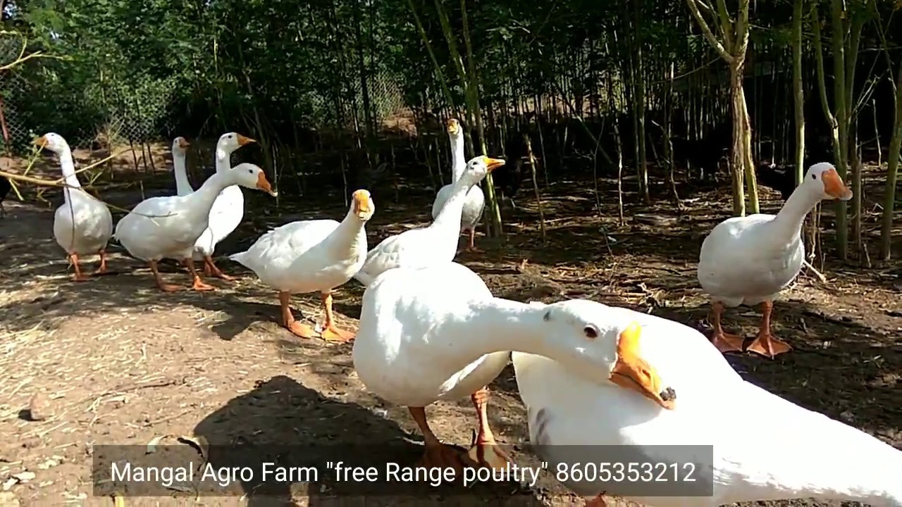 Free range Poltry farming in india - YouTube