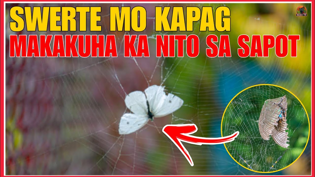 SWERTE MO KUNG MAKAKUHA KA NITO SA MGA SAPOT NG GAGAMBA MAGAGAMIT MO ...