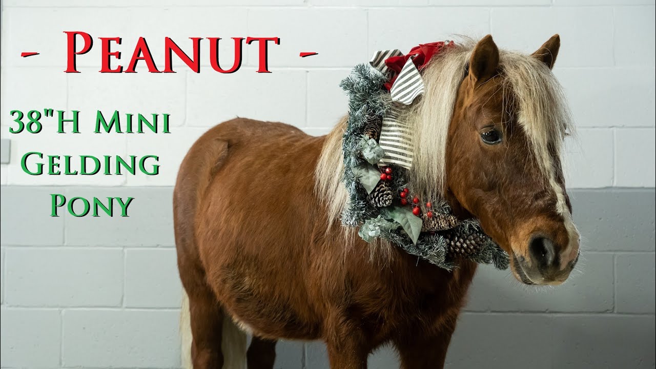 Peanut - 8 Year Old 38" Chestnut Mini Pony - YouTube