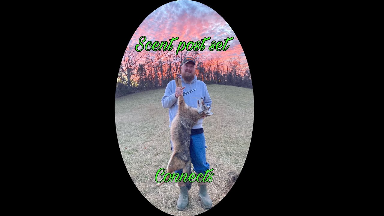 Scent post set connects | coyote trapping | duke traps - YouTube