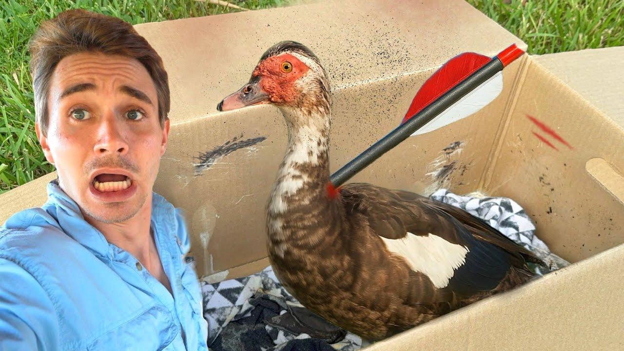 I Found a Duck Shot With An Arrow - YouTube