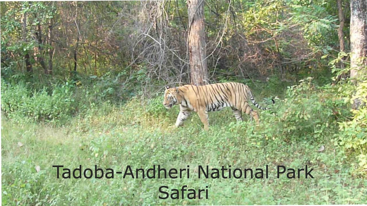 Tadoba- Andheri National Park Safari | Kolara Gate | Buffer Zone| Tiger ...