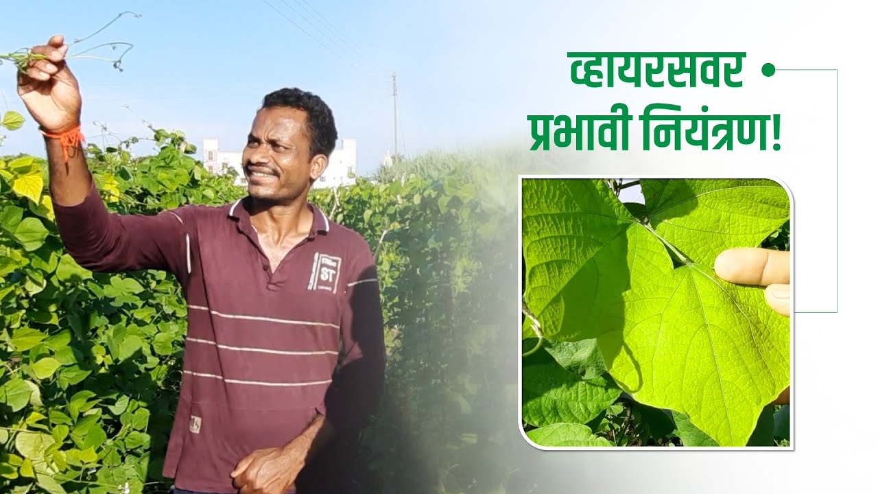 घेवडा व्हायरस | Crop Virus Control | व्हायरस प्रभावी नियंत्रण | Kay Bee ...