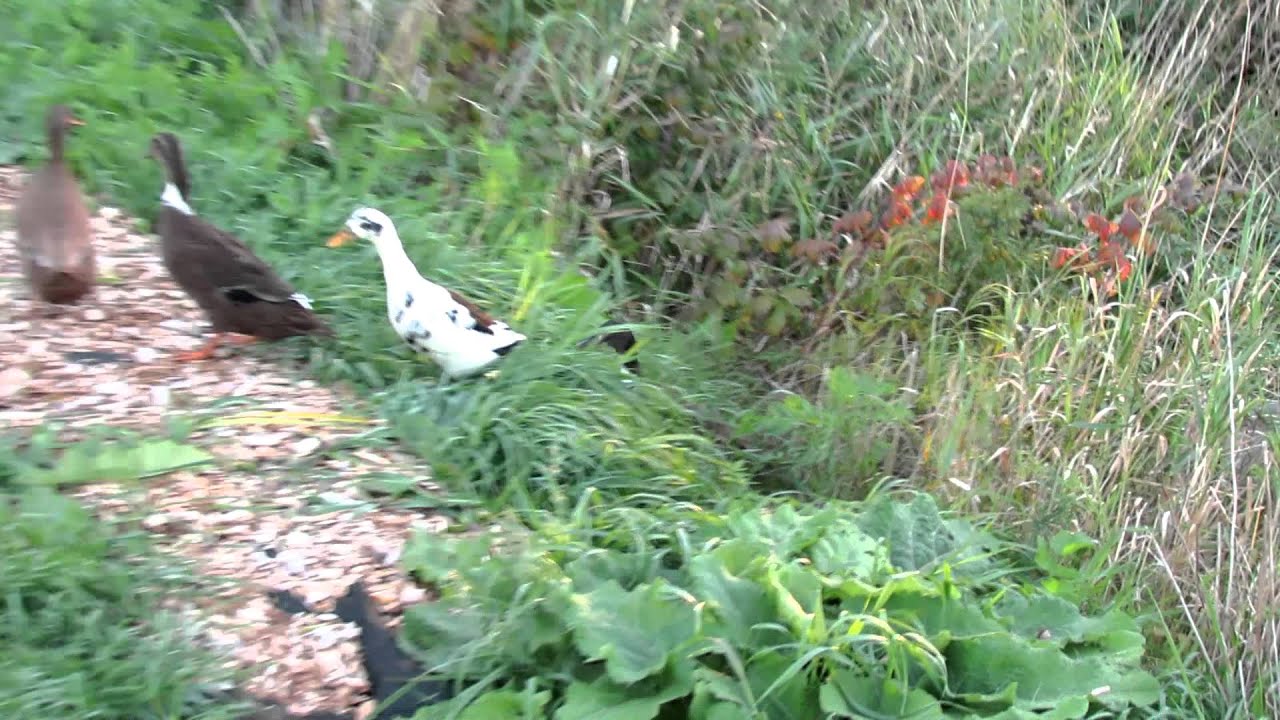 Ducks VS Beaver - YouTube