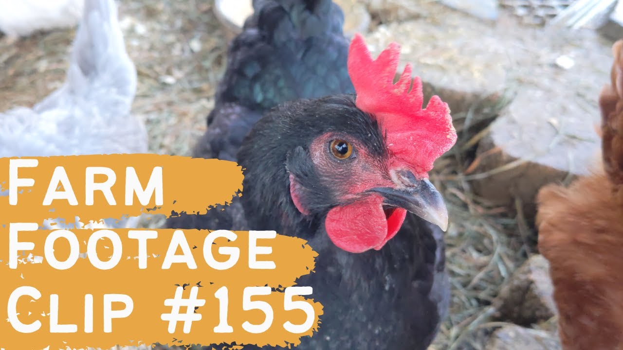 Farm Footage - Clip #155 - Chilling with the Chickens - YouTube