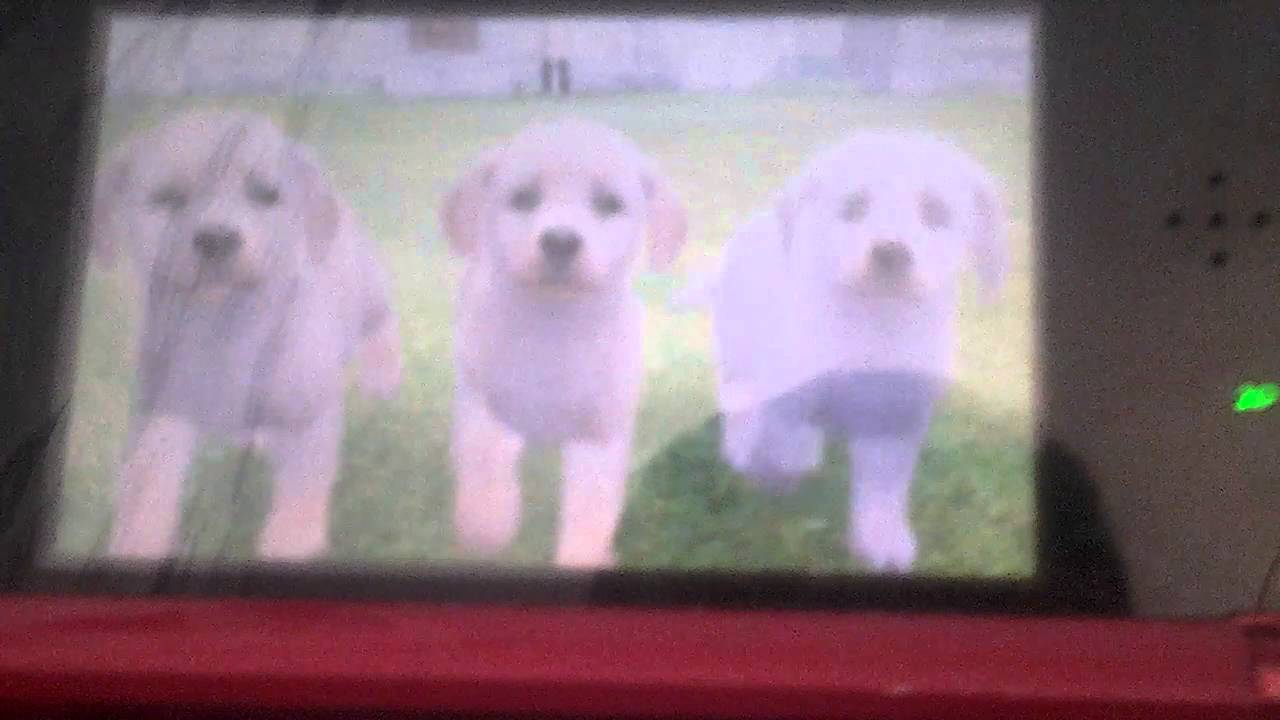 Nintendogs + cats [special labrador retriever ] - YouTube