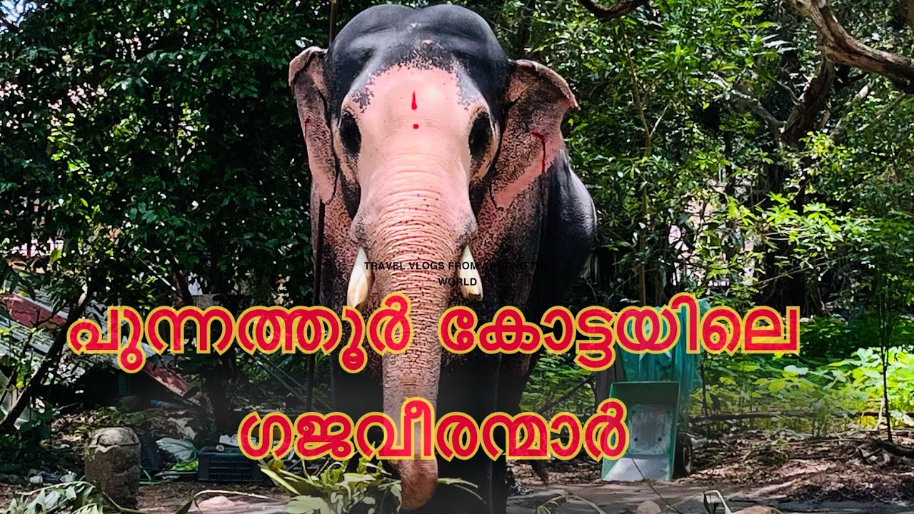 Punnathur Kotta Elephant Camp Guruvayur Devaswom Anakkotta Elephant ...