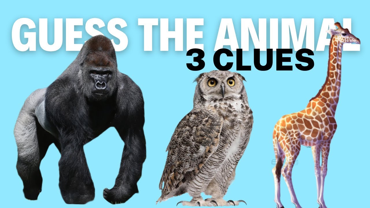 GUESS THE ANIMAL WITH 3 CLUES ! Animal Facts - YouTube