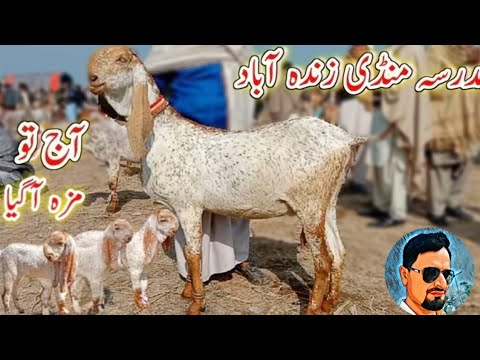 MGFL5/Madrasa Bakra Mandi Fresh Market Rate/Madrasa Bakra mandi lastest ...