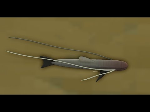 (abyss) como encontrar feeler fish, zhui anglerfish y mediterranean ...