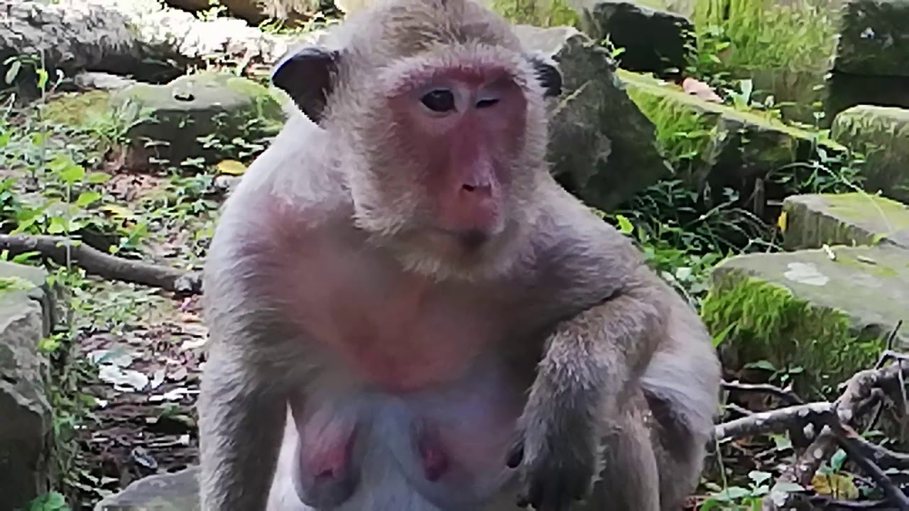 Popeye is a monkey that lovely and baby but baby monkey to die so very ...